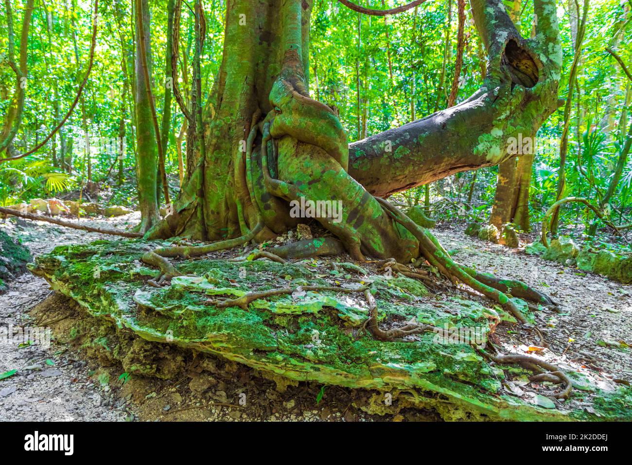 Tropical natural jungle forest plants trees Muyil Mayan ruins Mexico ...