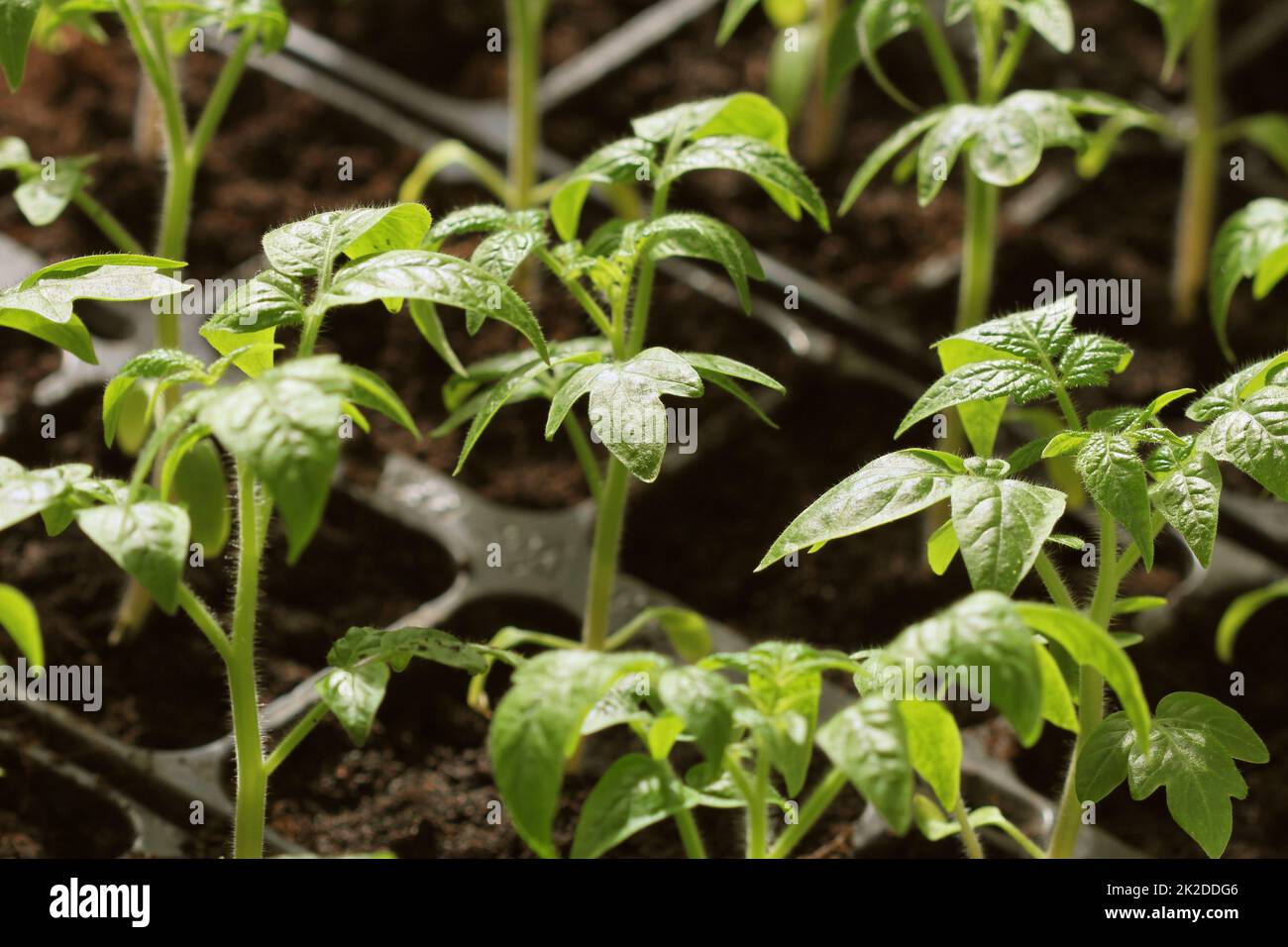 Young tomato seedlings growth in pots Stock Photo - Alamy