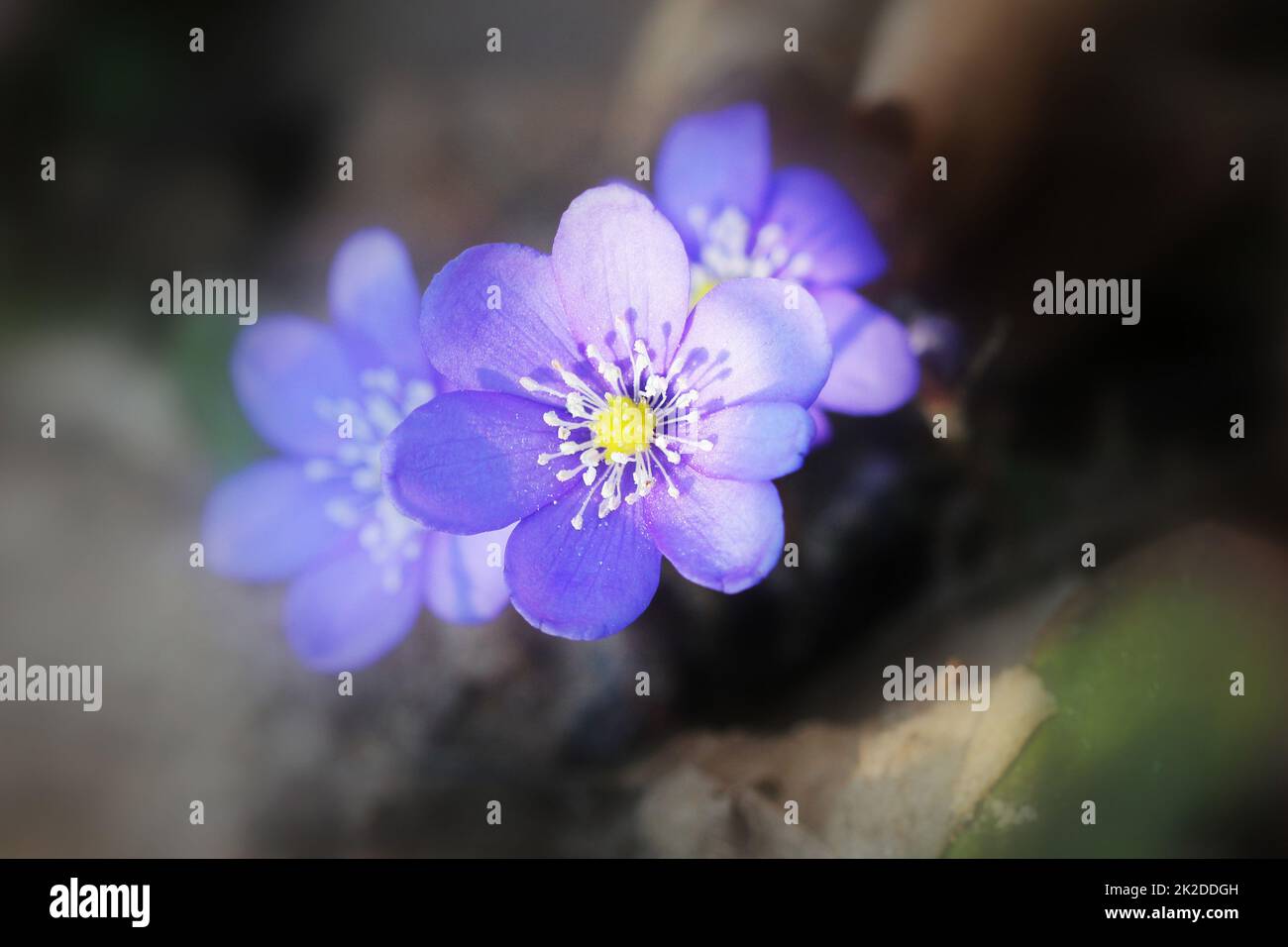 Blue flowers of Hepatica Nobilis also Common Hepatica, liverwort ...