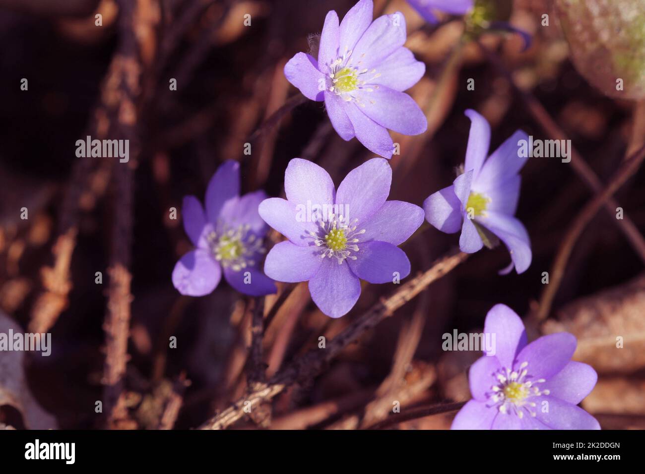 Blue flowers of Hepatica Nobilis also Common Hepatica, liverwort ...