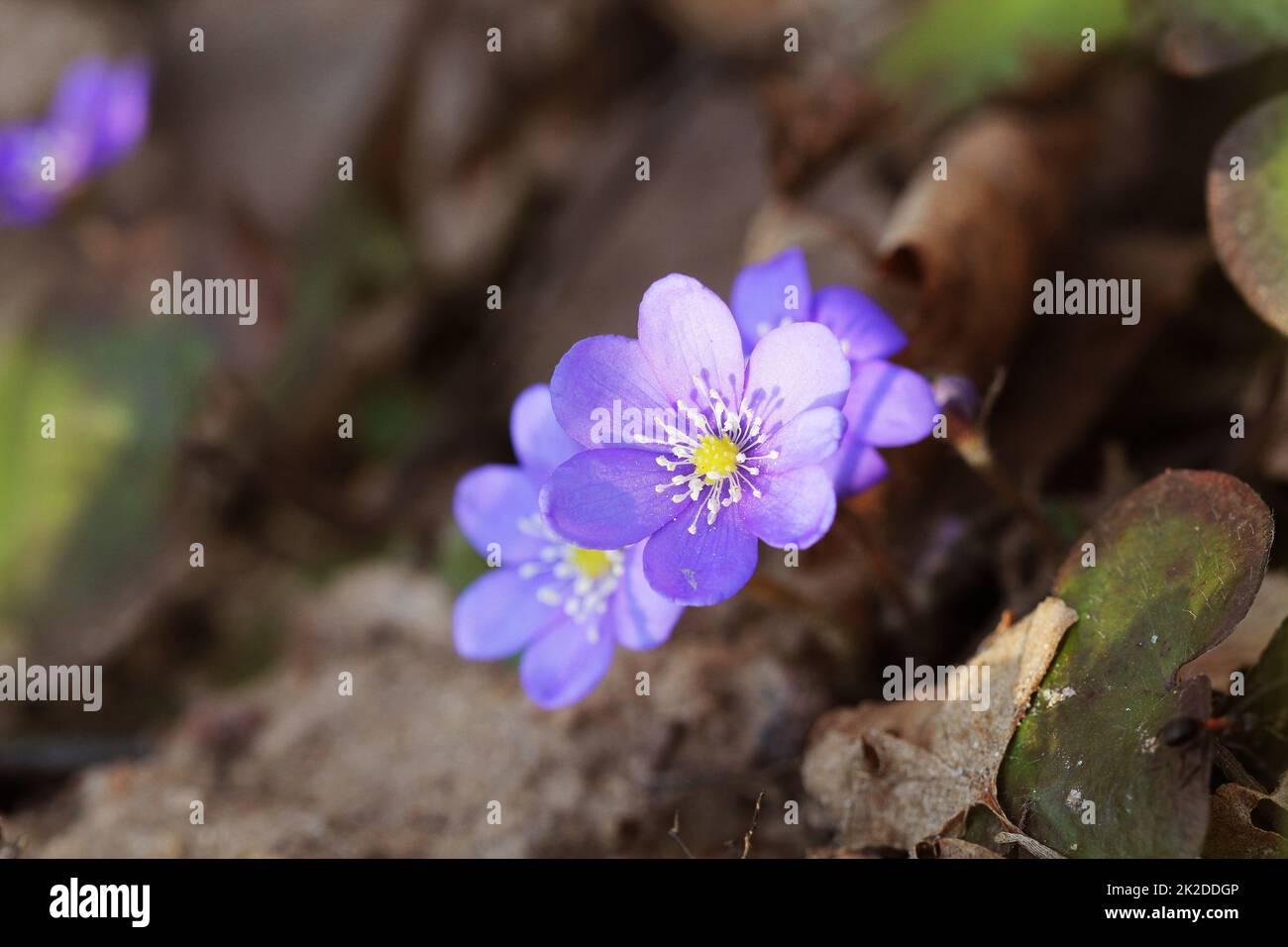 Blue flowers of Hepatica Nobilis also Common Hepatica, liverwort ...