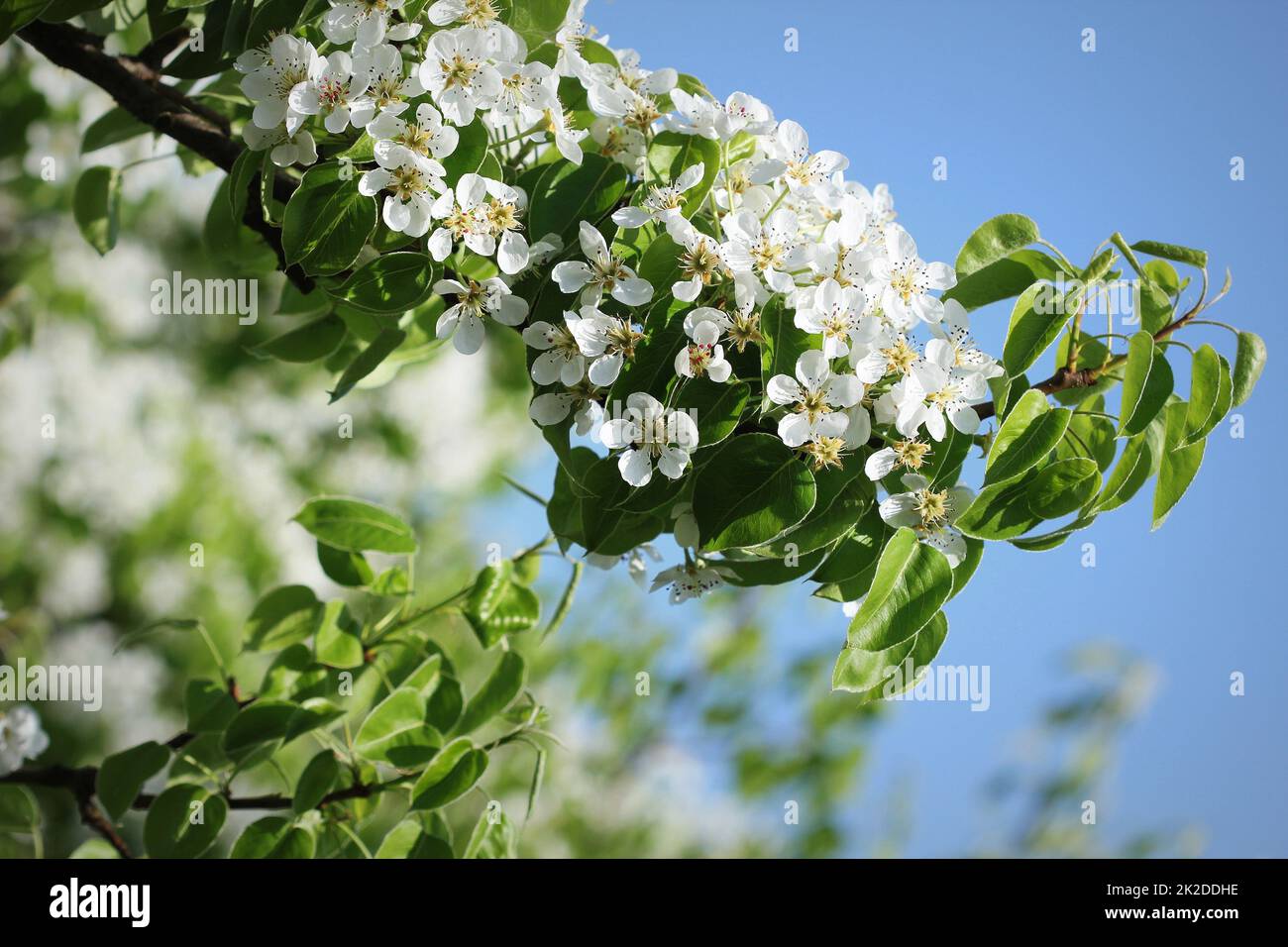 Beautiful branch pear tree blossoms against a blue background Stock ...