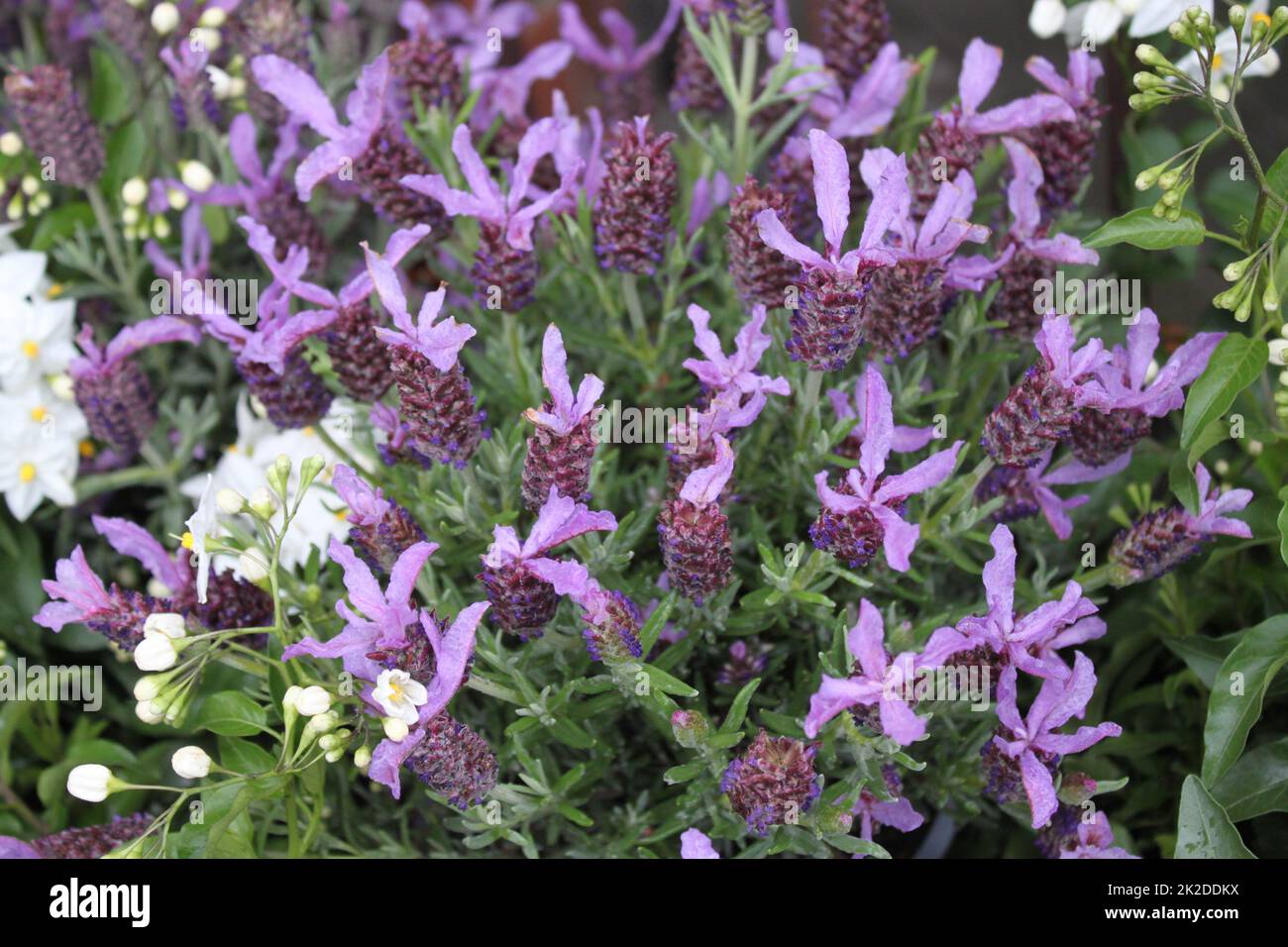 spanish lavender in the garden Stock Photo - Alamy