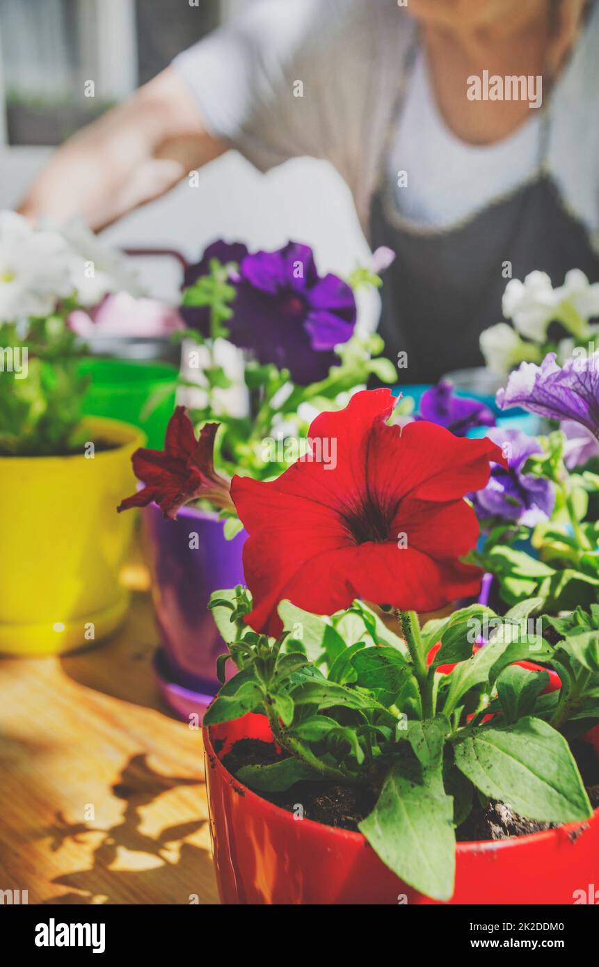Retro woman gardening hi-res stock photography and images - Alamy
