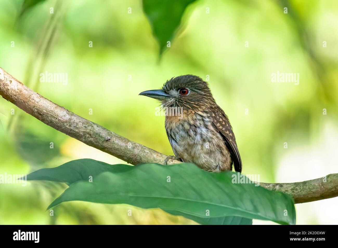White-whiskered Puffbird, Malacoptila panamensis, Costa Rica Stock ...