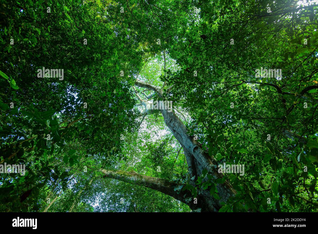 Treetop in Tropical Rain Forest Carara, Costa rica Stock Photo - Alamy