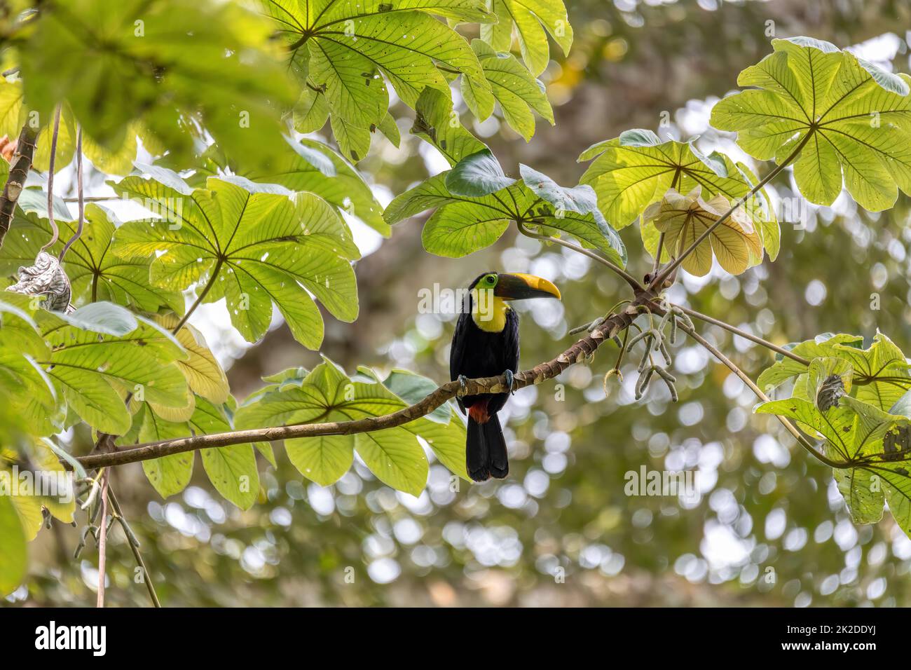 yellow-throated toucan, Ramphastos ambiguus Stock Photo - Alamy