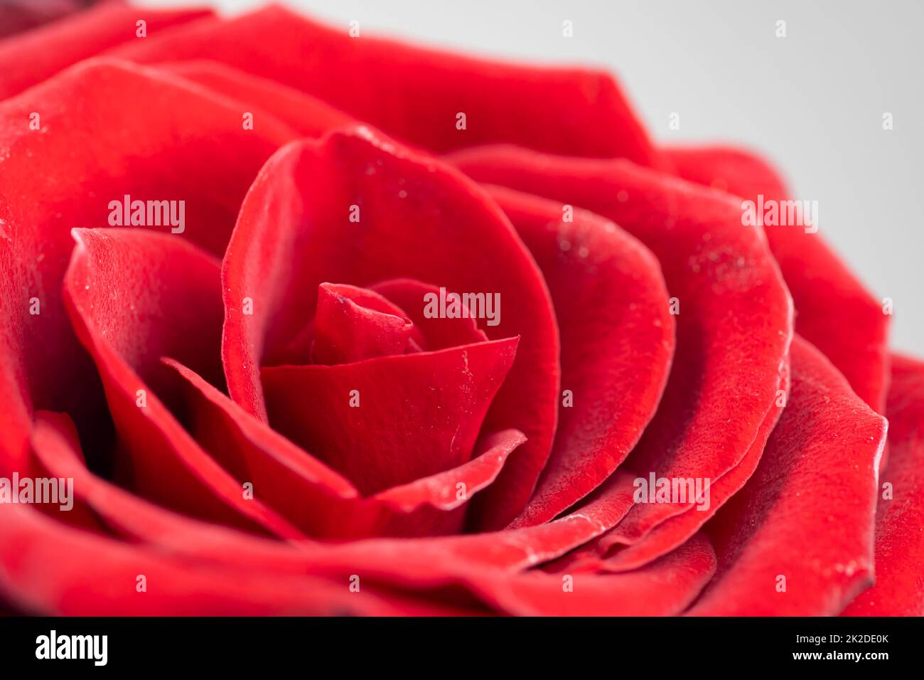 Bouquet of fresh roses, floral background Stock Photo - Alamy