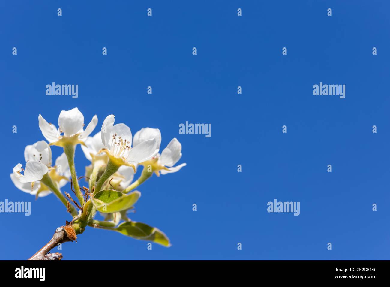 flowers and buds of fruit trees in spring Stock Photo - Alamy