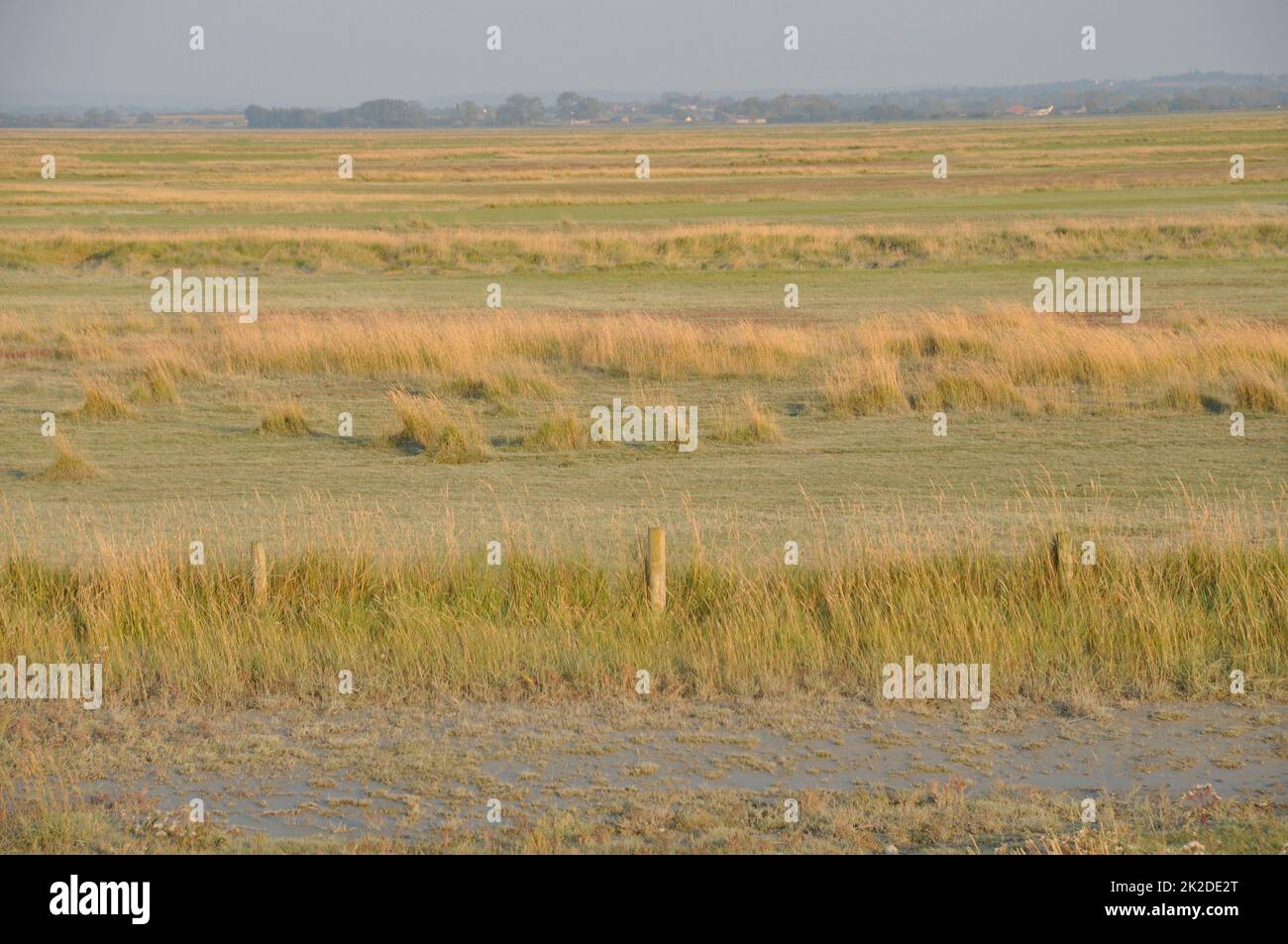 Salt marshes of the bay of Mont Saint Michel Stock Photo - Alamy
