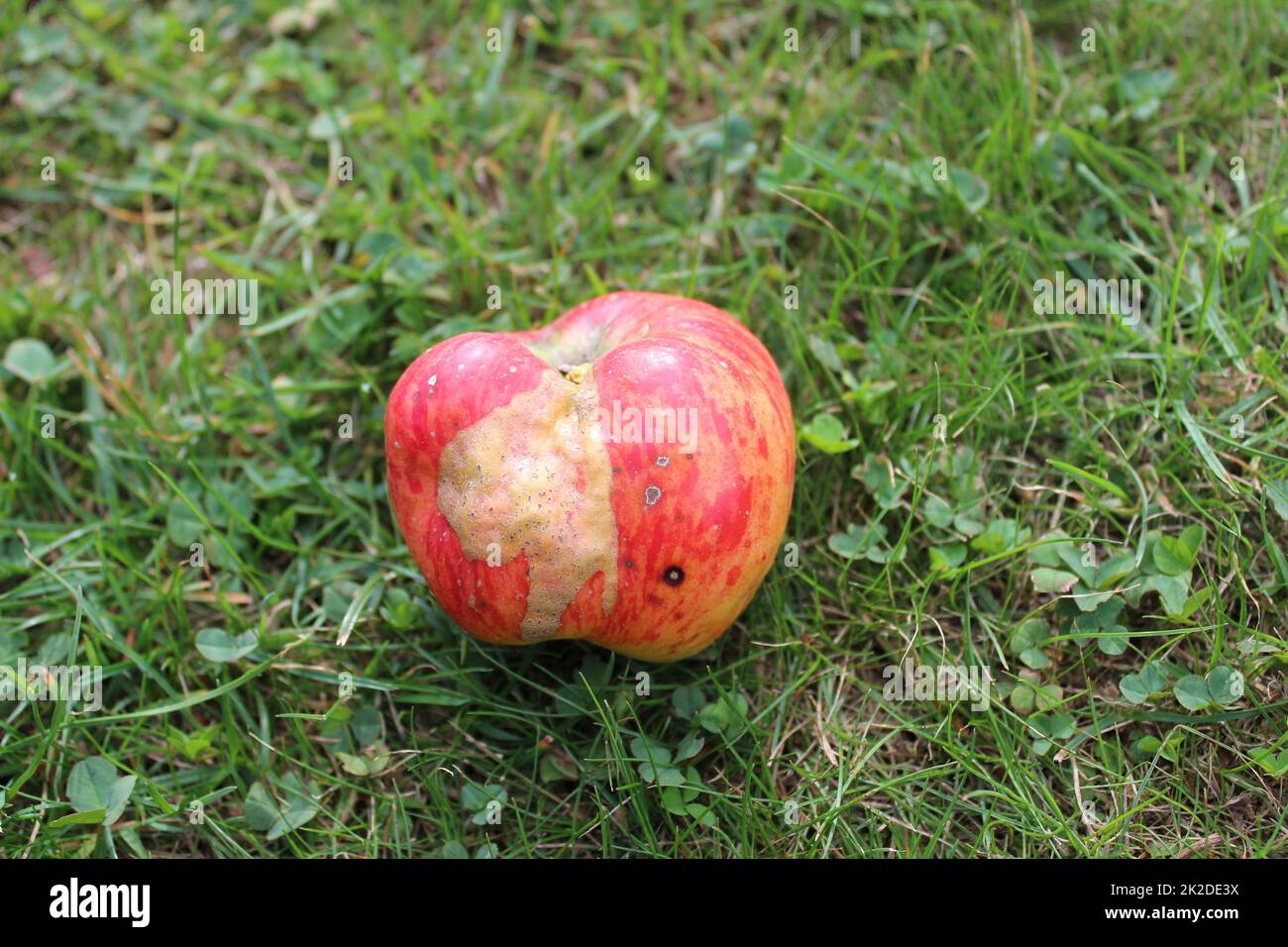 an apple with an apple disease Stock Photo - Alamy