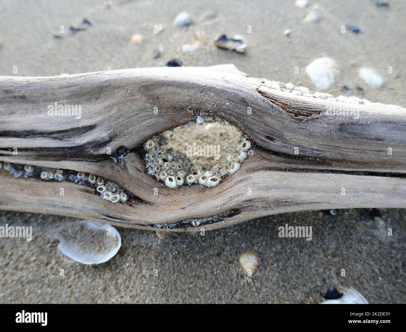 Driftwood on the beach Stock Photo - Alamy