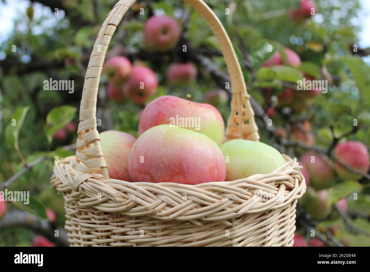 Red apple tree baskets hi-res stock photography and images - Alamy