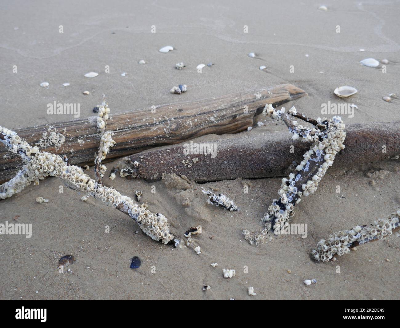 Flotsam on the beach Stock Photo - Alamy
