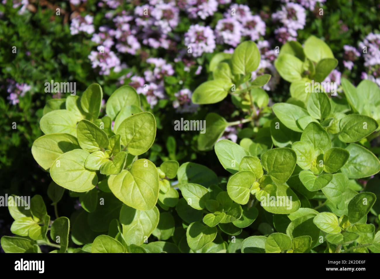 oregano field in the garden Stock Photo - Alamy