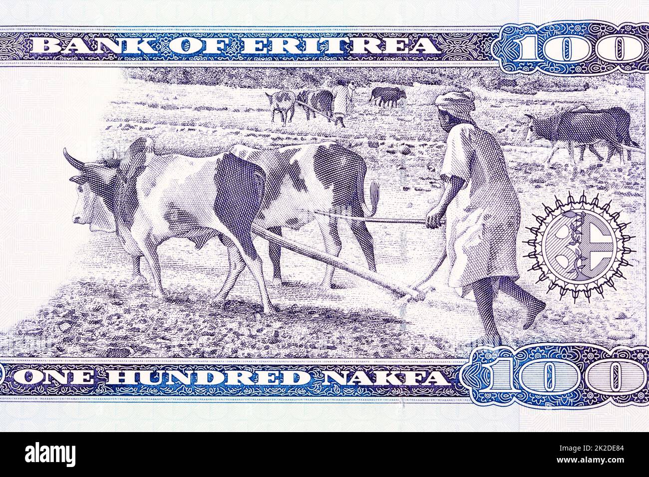 Farmers plowing with oxen from Eritrean nakfa Stock Photo - Alamy