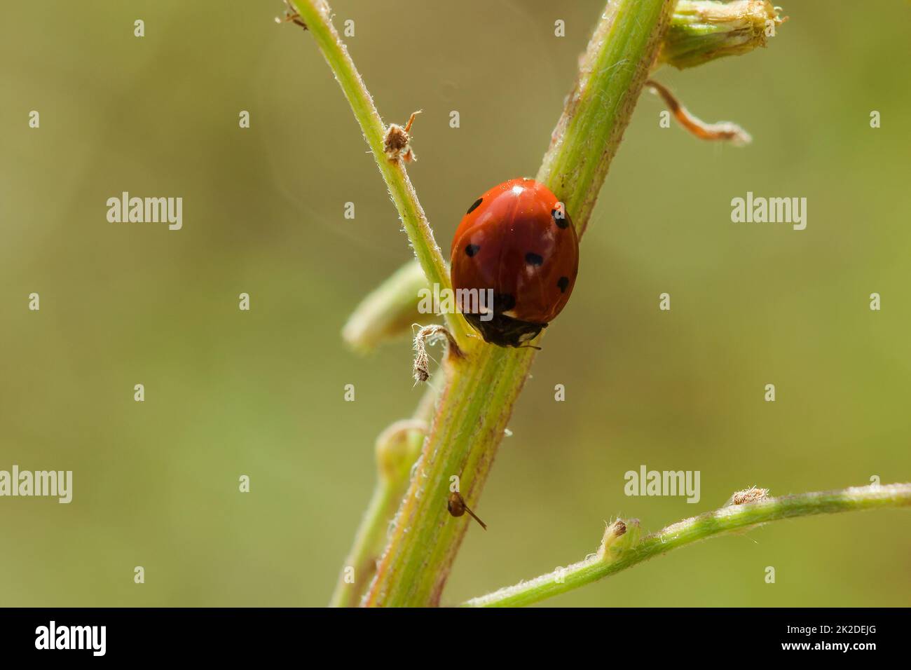 Ladybug on the tree is classified as a scarab Invertebrate There are ...