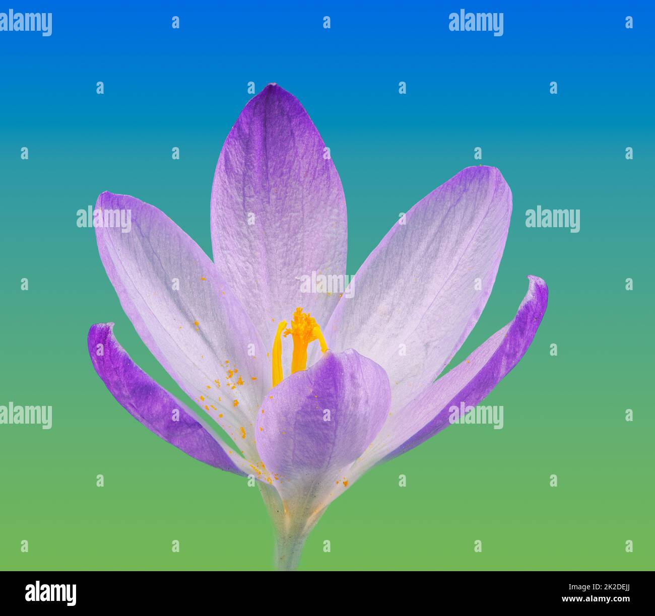 Purple crocus flower blossom Stock Photo - Alamy