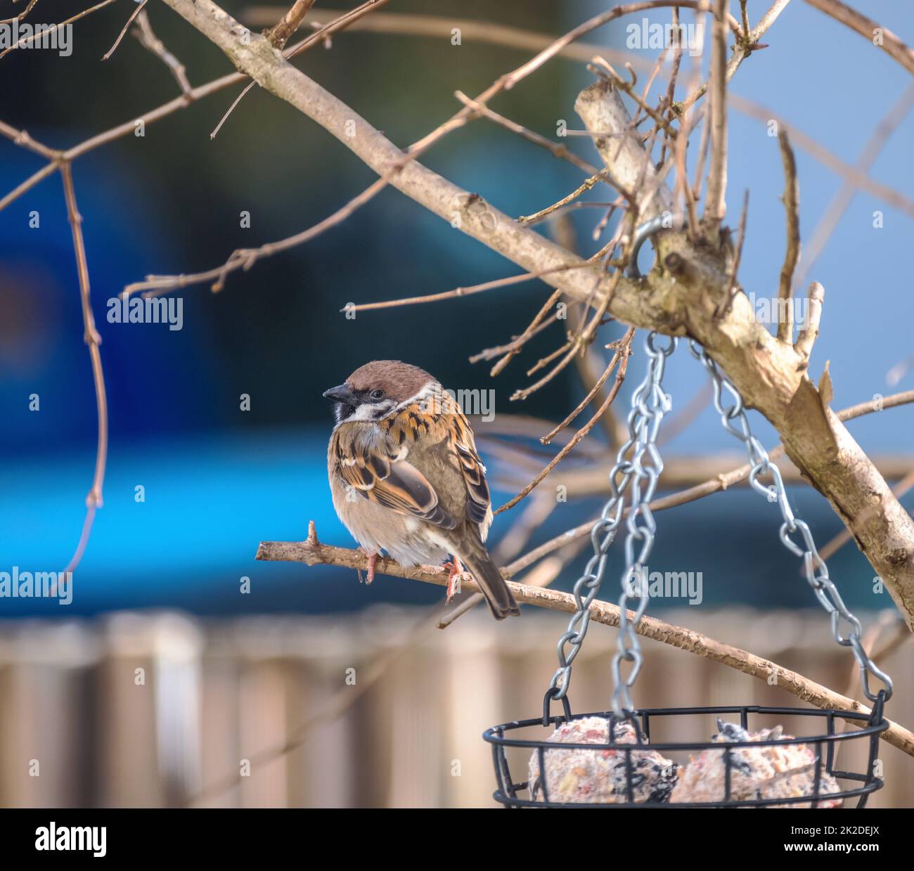 German sparrow plumage hi-res stock photography and images - Alamy