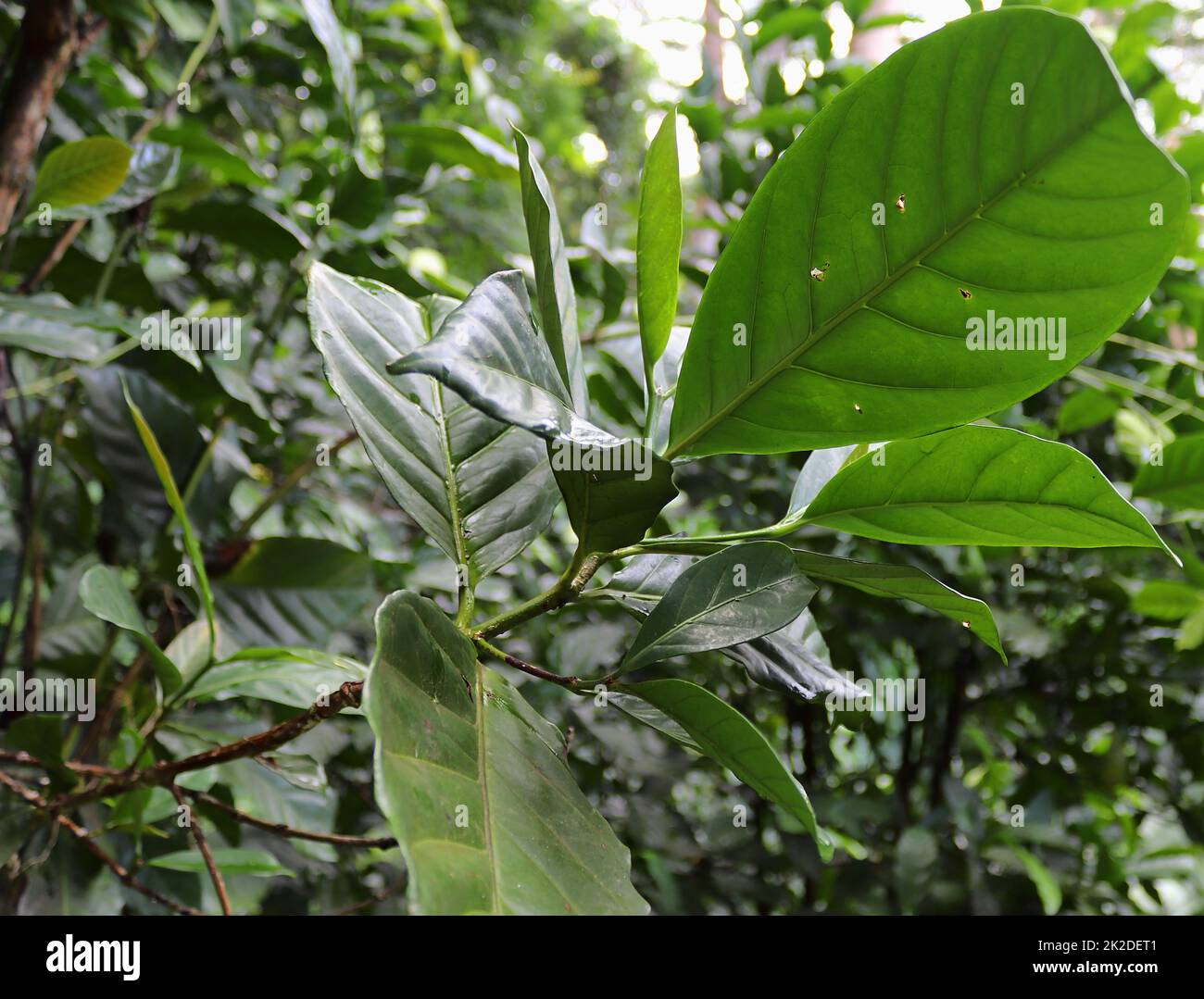 Coffee plants with green fruits taken on the seychelles Stock Photo - Alamy