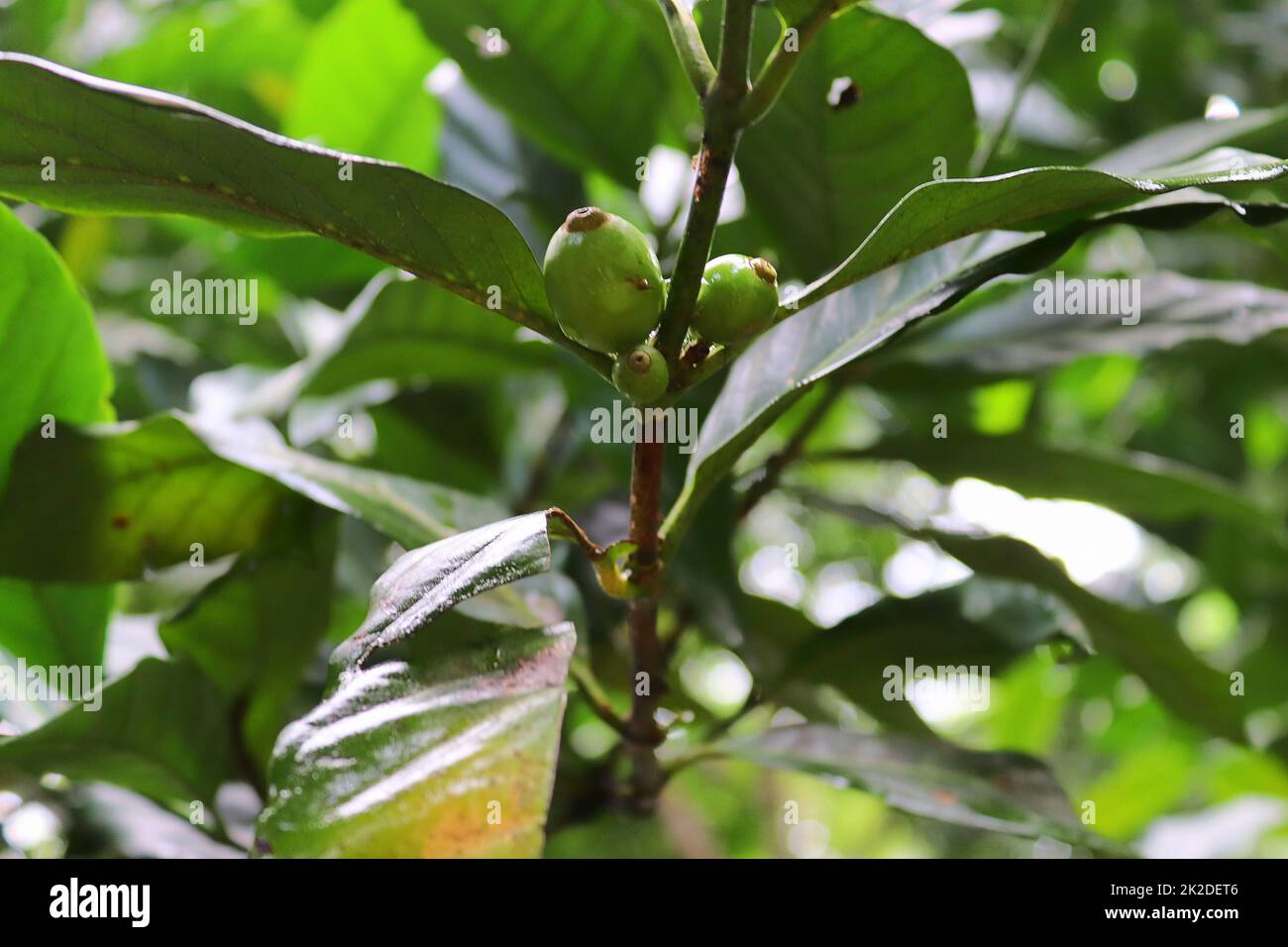 Coffee plants with green fruits taken on the seychelles Stock Photo - Alamy