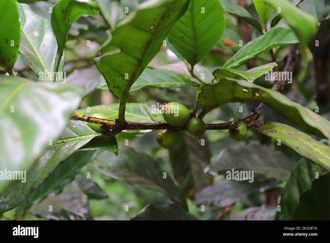 Coffee plants with green fruits taken on the seychelles Stock Photo - Alamy