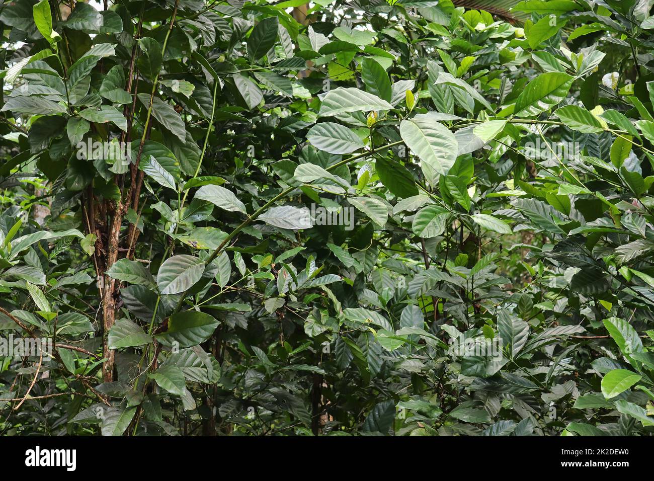 Coffee plants with green fruits taken on the seychelles Stock Photo - Alamy