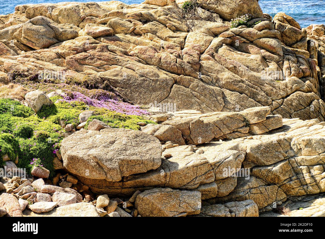 Flower among rocks hi-res stock photography and images - Alamy