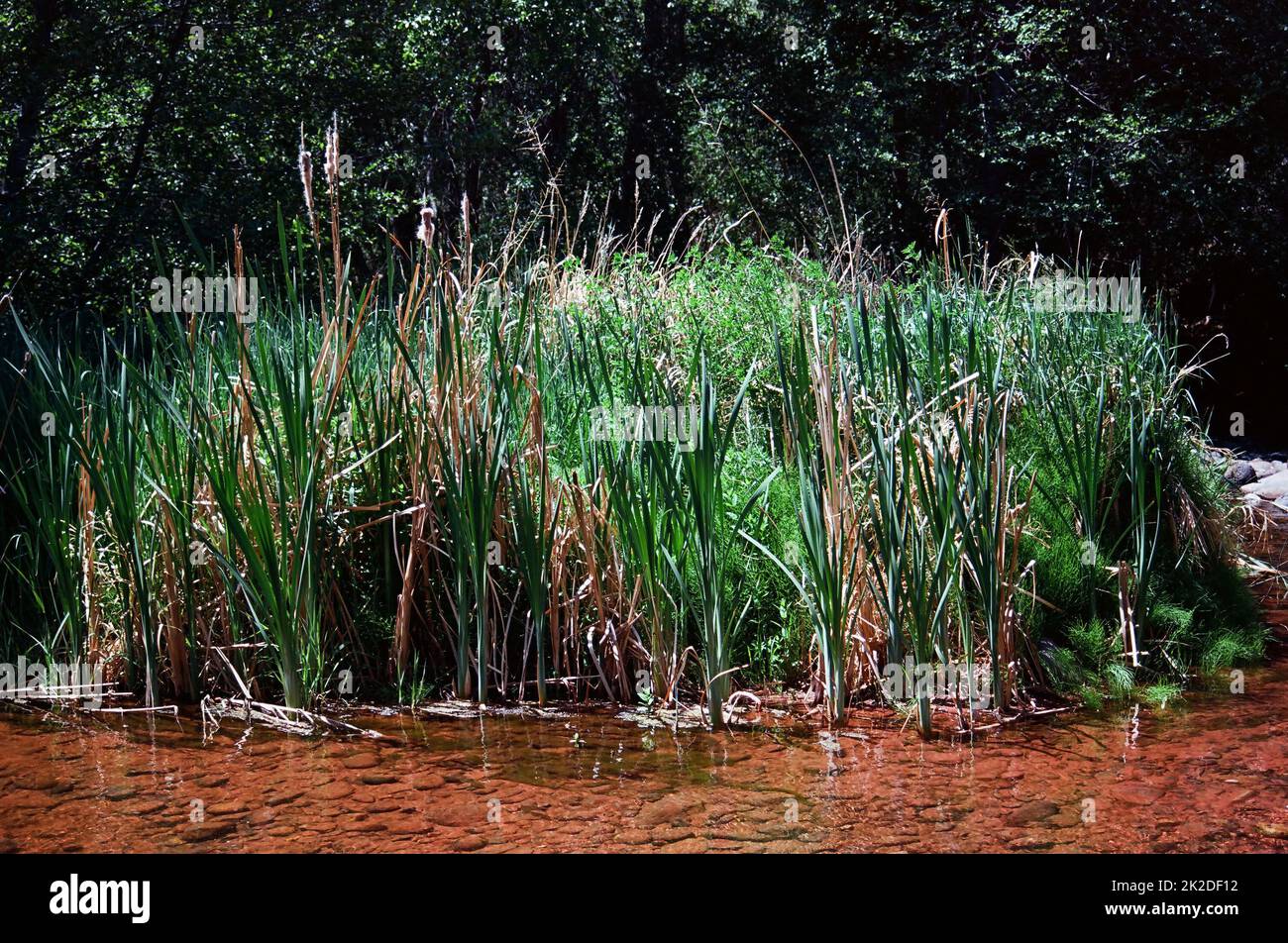 Reeds Oak Creek Sedona Arizona Stock Photo - Alamy