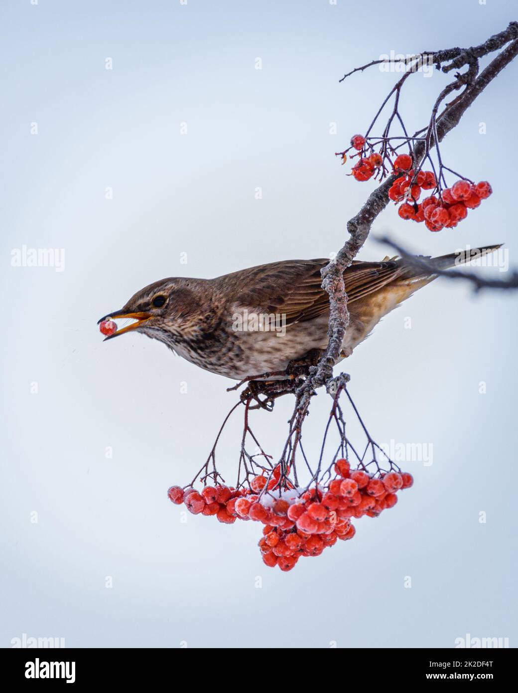 Rowan tree wildlife hi-res stock photography and images - Alamy