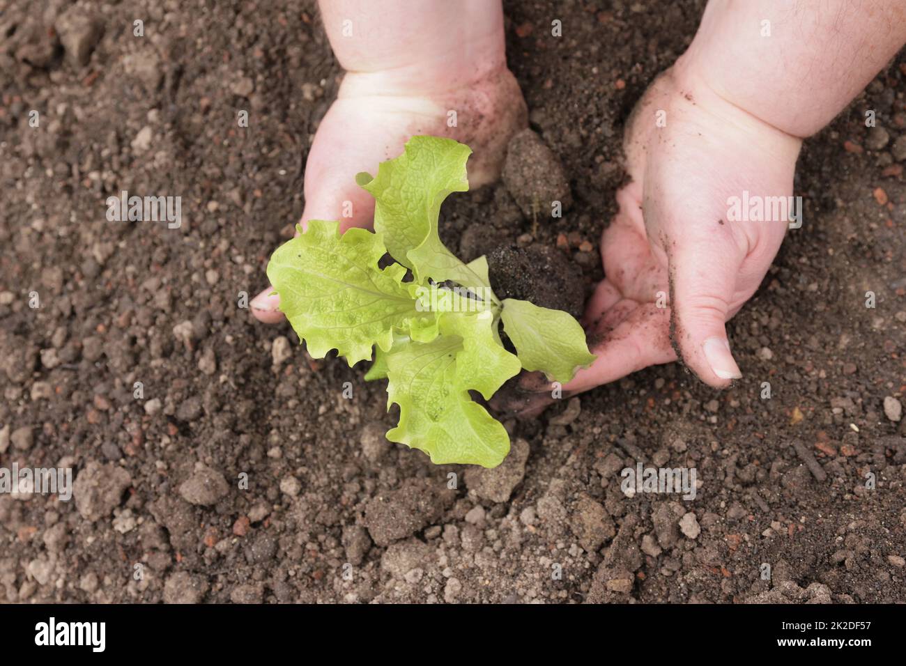 Planting young lettuce plant hi-res stock photography and images - Alamy