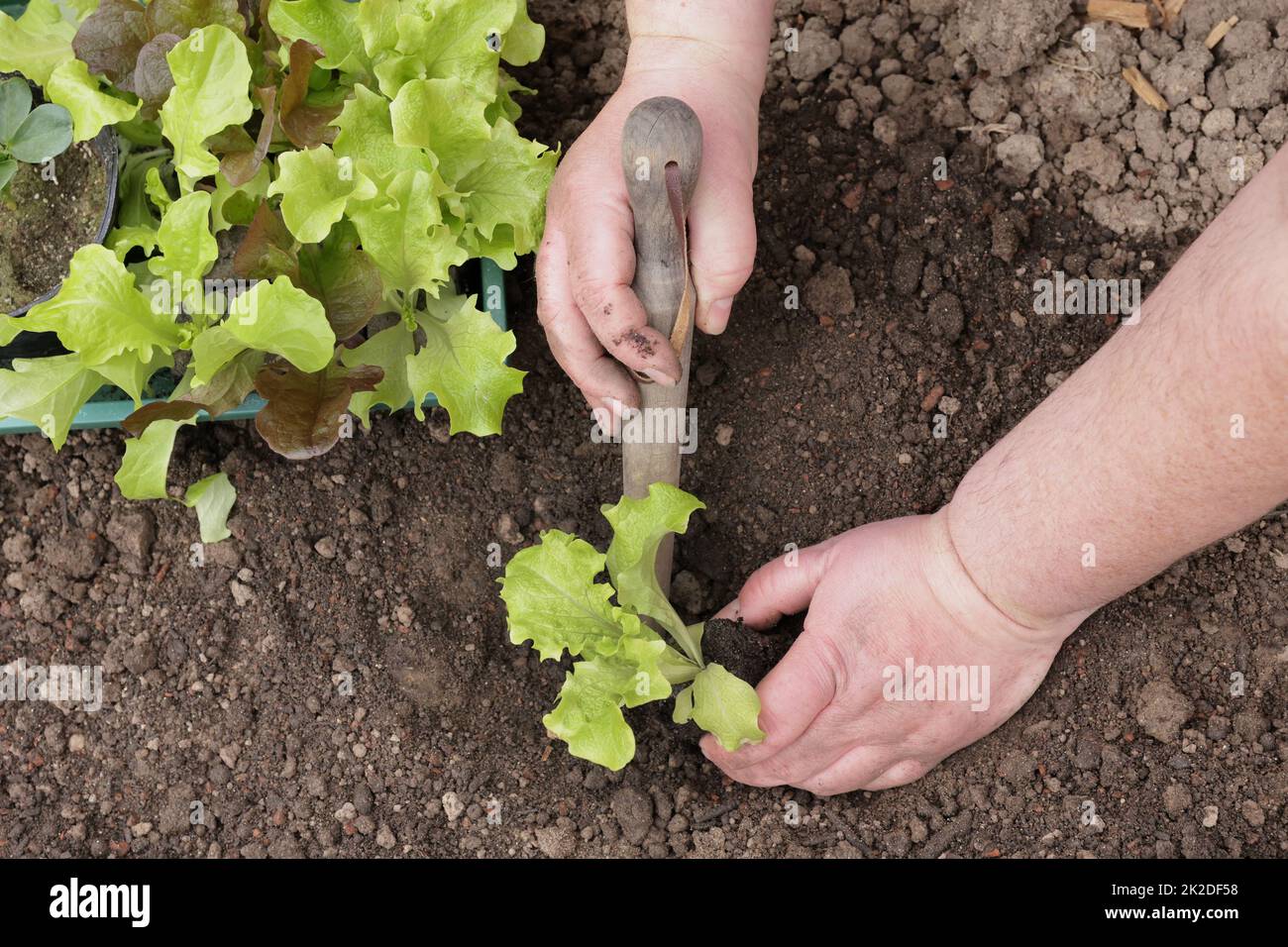 planting a young lettuce plant with seedlings Stock Photo - Alamy