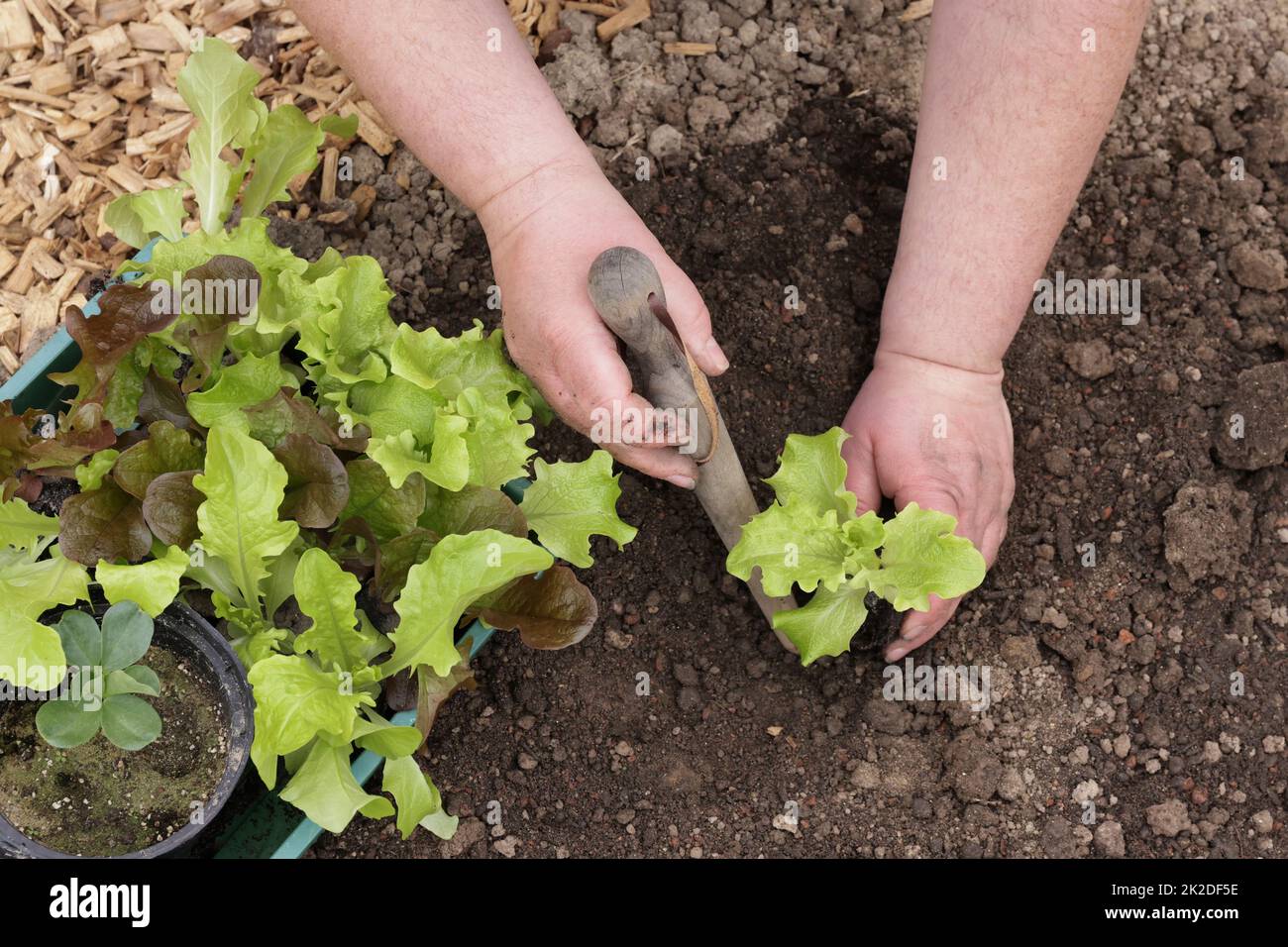 planting a young lettuce plant with seedlings Stock Photo - Alamy