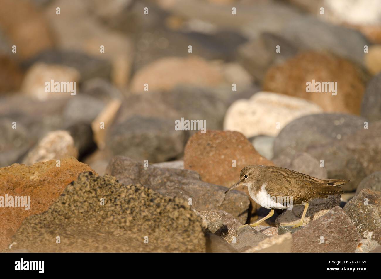 Common sandpiper Actitis hypoleucos Stock Photo - Alamy