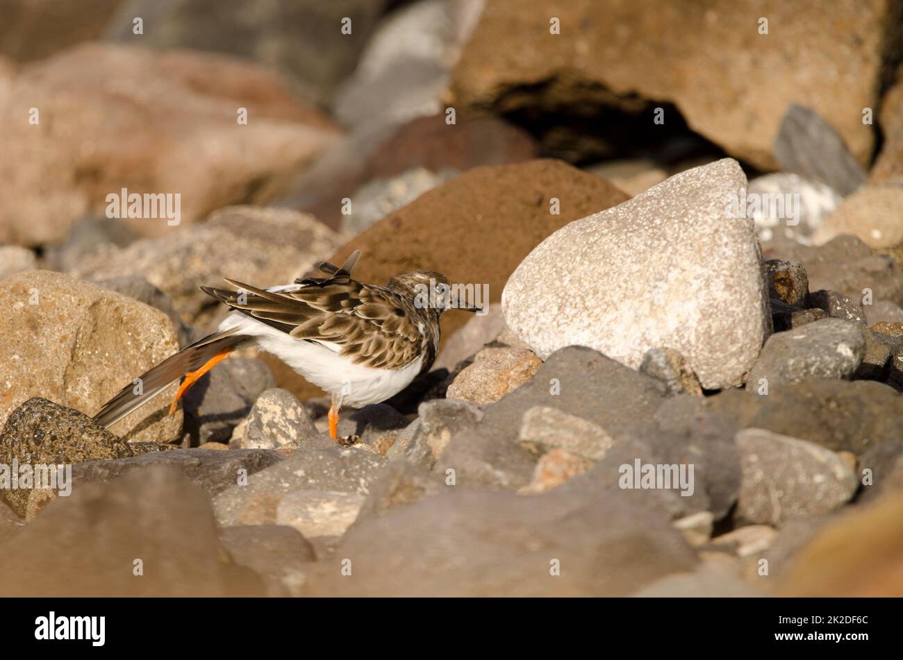 Stone stretching wing hi-res stock photography and images - Alamy