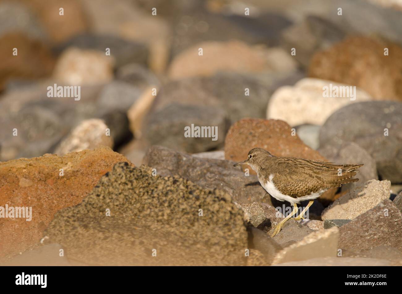 Common sandpiper Actitis hypoleucos Stock Photo - Alamy