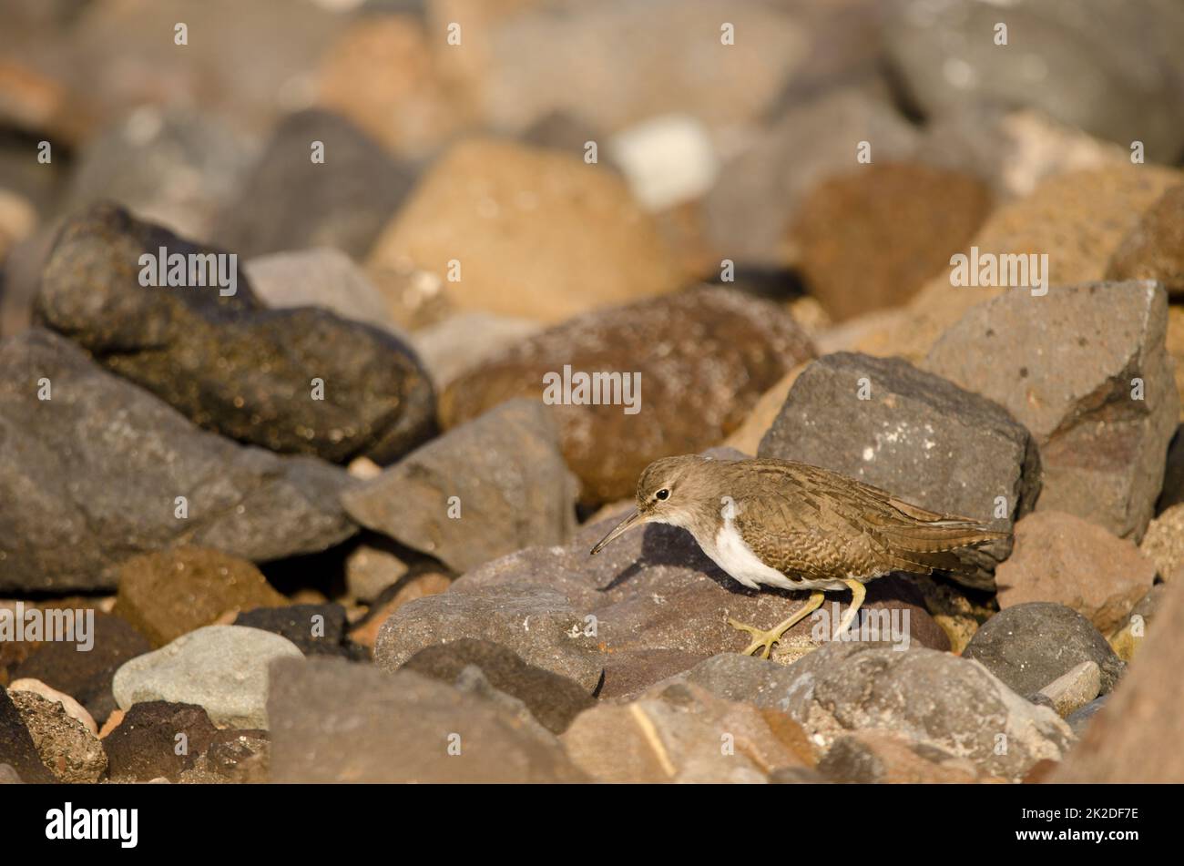 Common sandpiper Actitis hypoleucos Stock Photo - Alamy