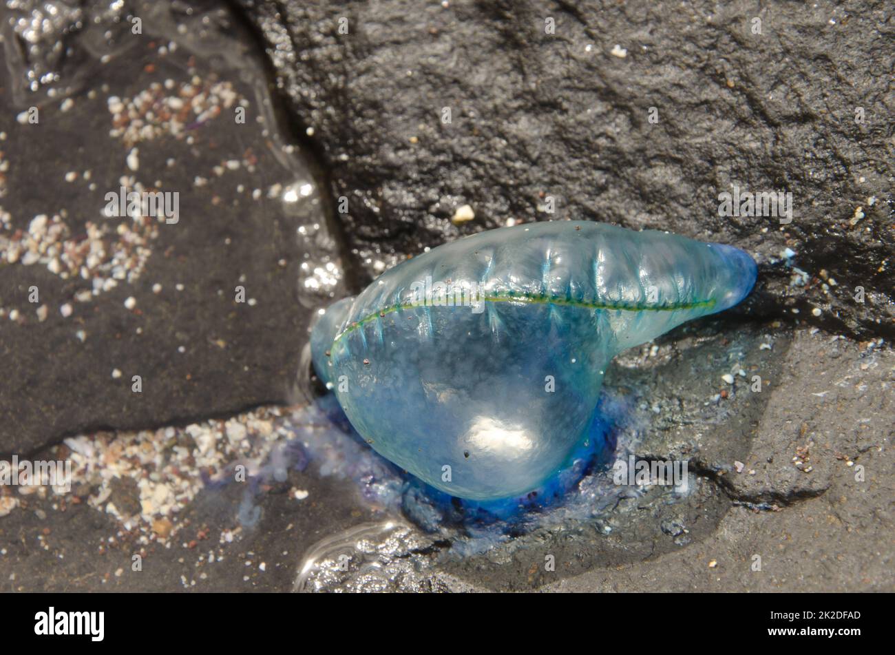 Portuguese man o' war Stock Photo - Alamy