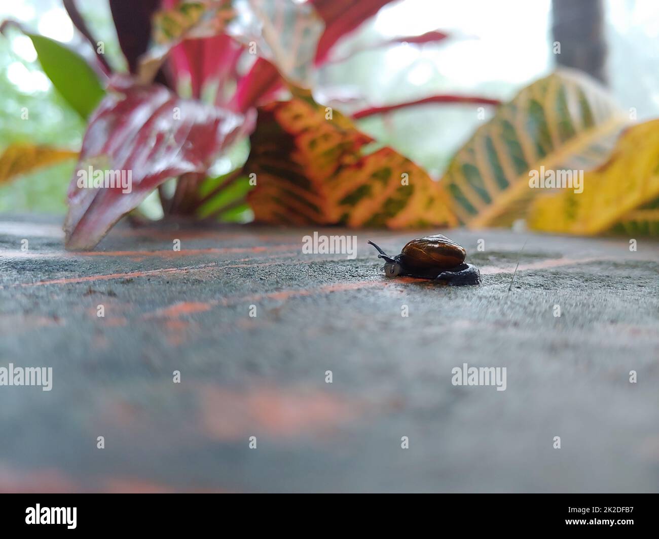 Wet mucus hi-res stock photography and images - Alamy