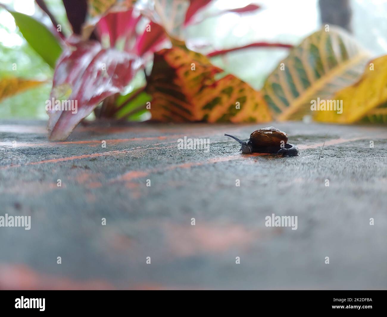 A beautiful snell moving on a wet floor Stock Photo - Alamy