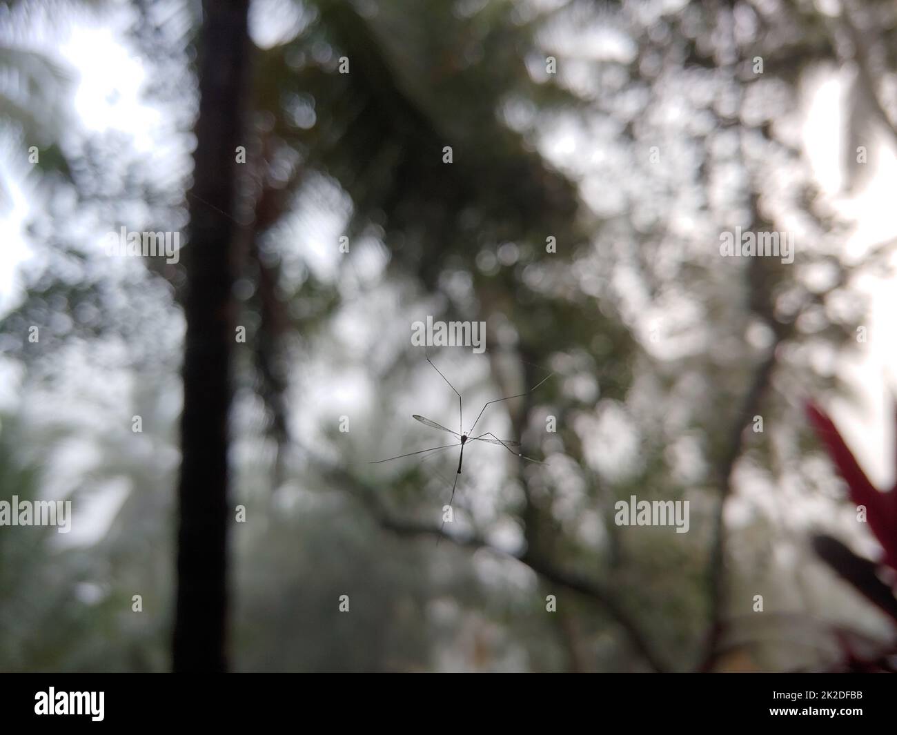 Hanging fly insect hi-res stock photography and images - Alamy