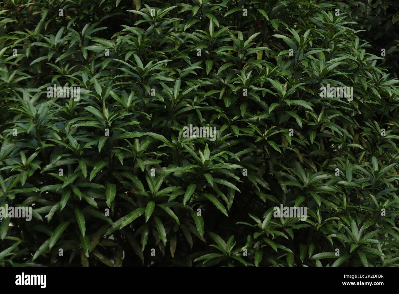 Black mango tree hi-res stock photography and images - Alamy