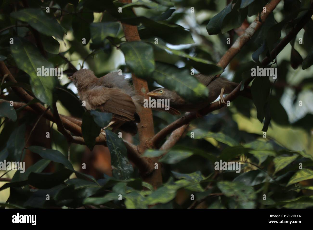 Birds sitting on the tree hi-res stock photography and images - Alamy