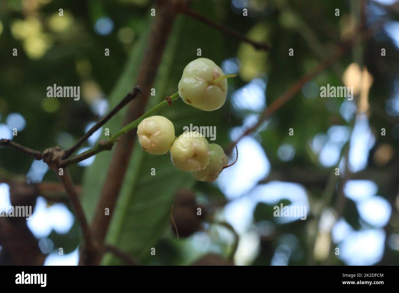 Jamba fruit on a jamba tree Stock Photo - Alamy
