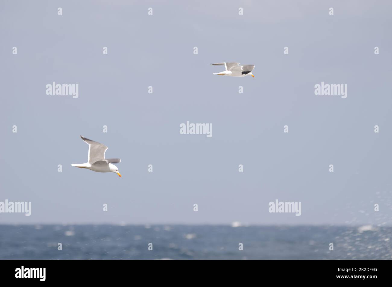 Yellow-legged gulls in flight Stock Photo - Alamy