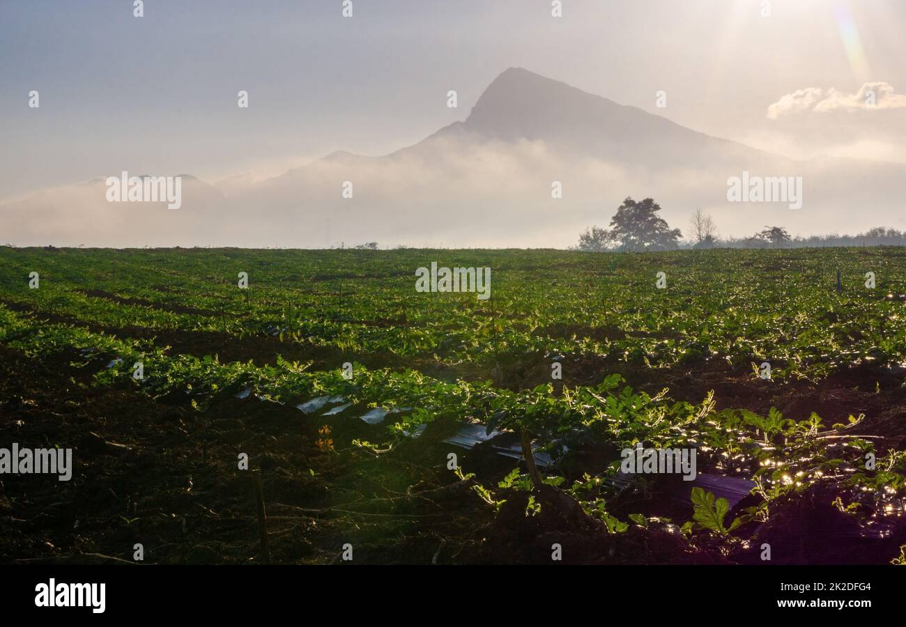 Watermelon farming area in the south of Thailand Stock Photo - Alamy