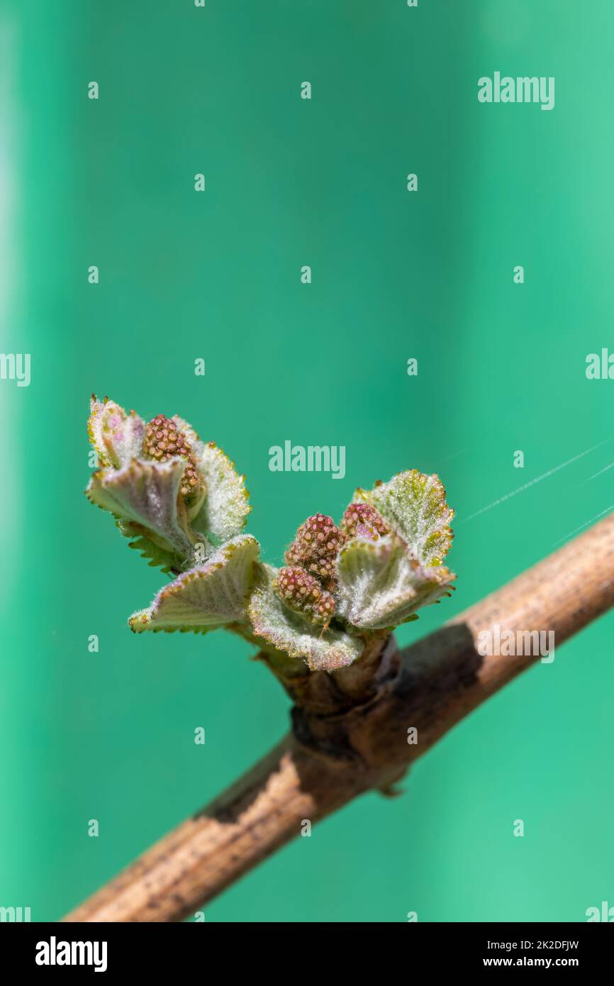 flowers and buds of fruit trees in spring Stock Photo - Alamy