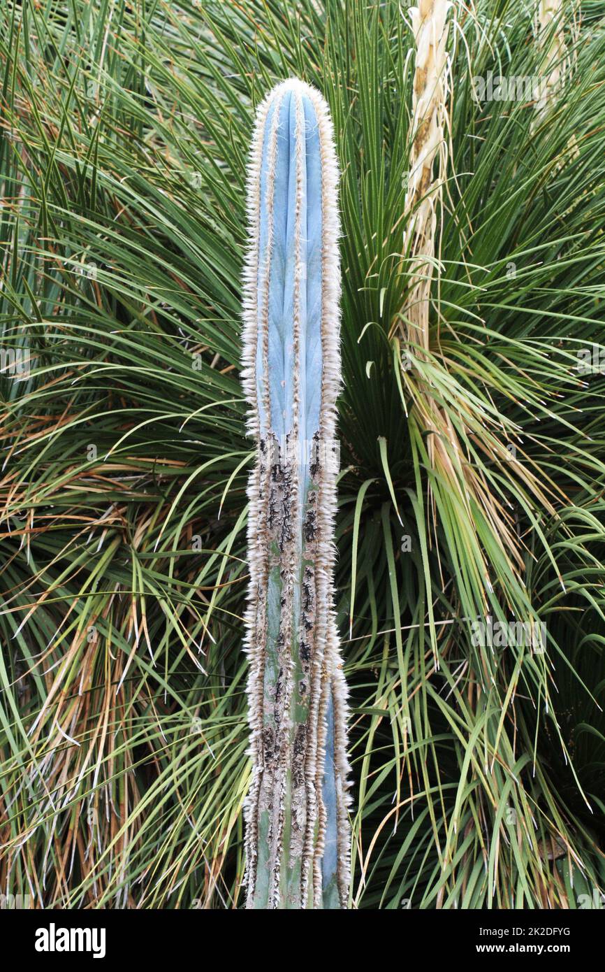 cactus pilosocereus pachycladus Stock Photo - Alamy