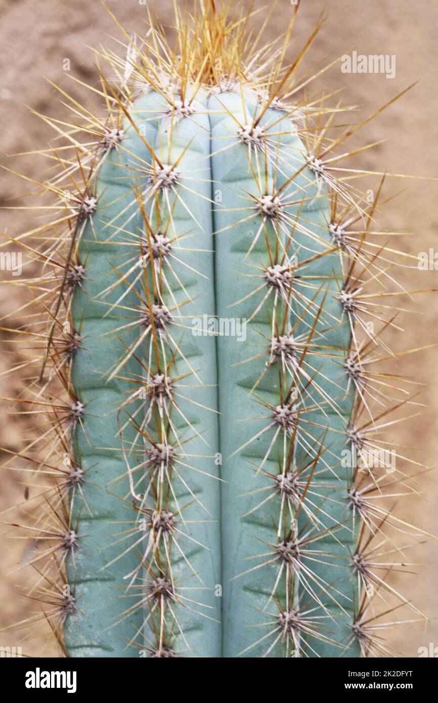 cactus pilosocereus pachycladus Stock Photo - Alamy