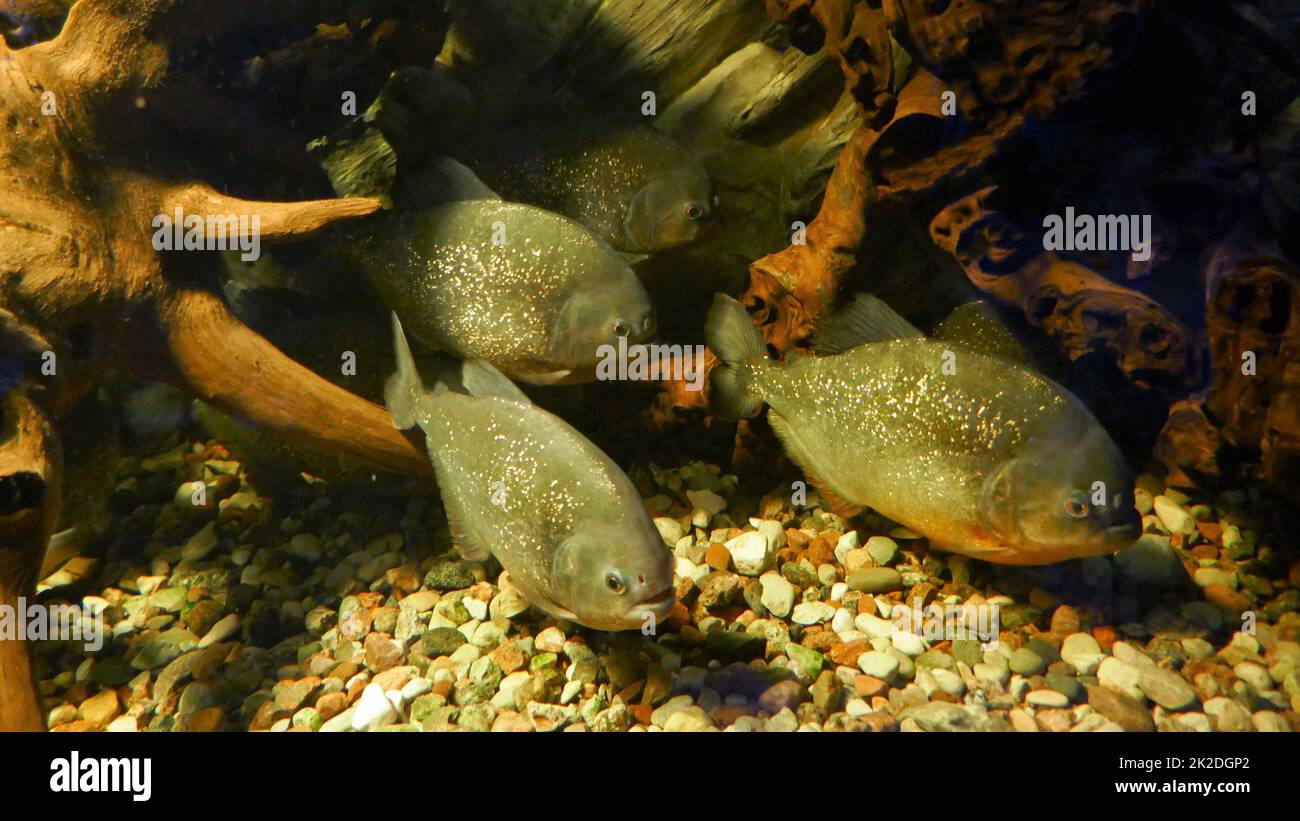 Many piranhas in aquarium hi-res stock photography and images - Alamy